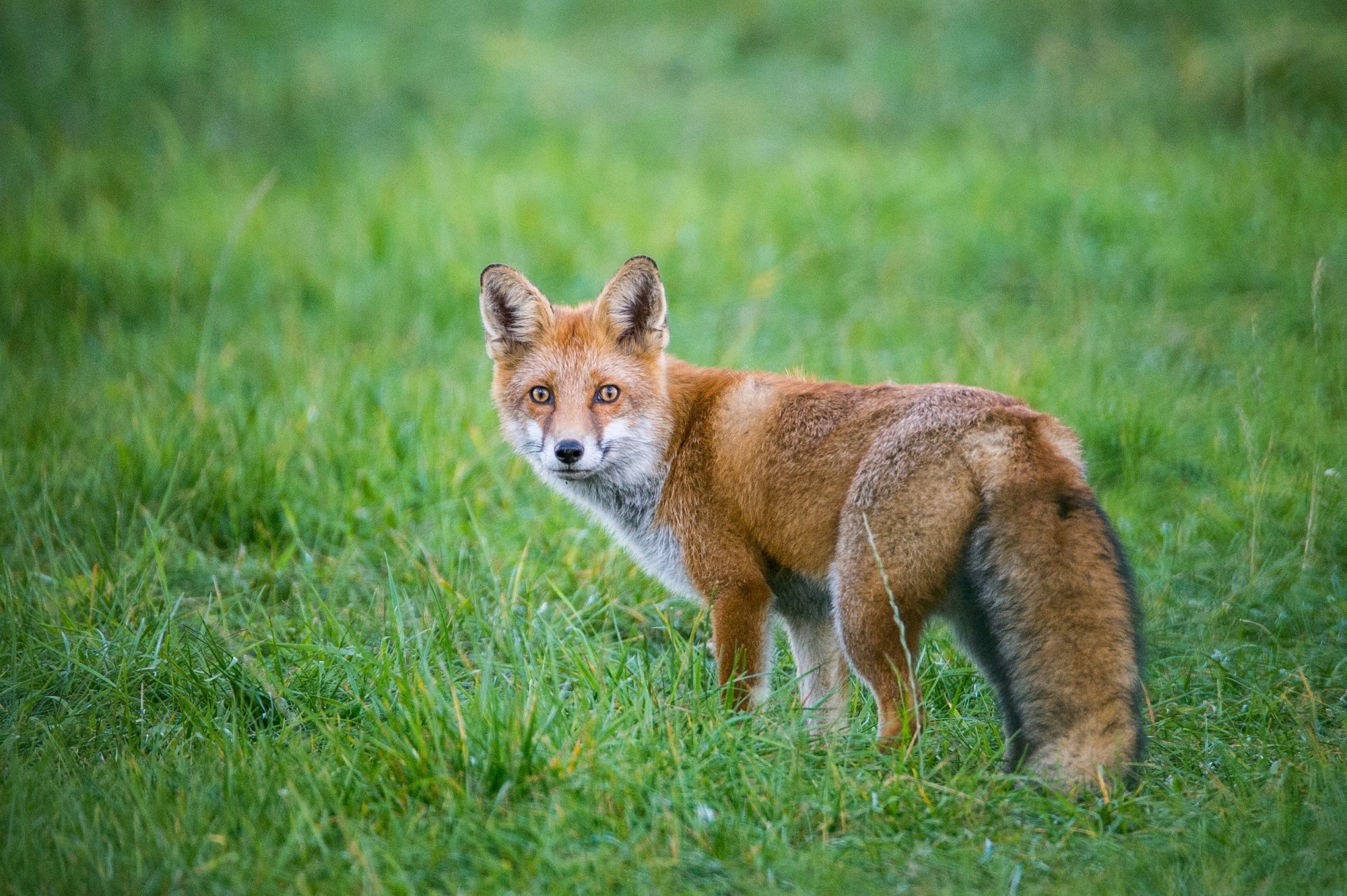 Renard roux – S-E-V-E